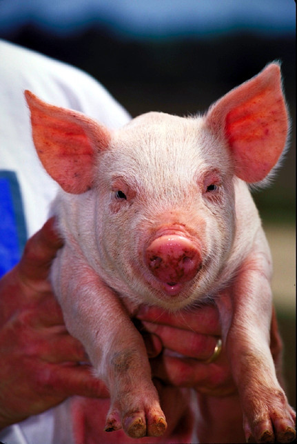 Prase Domácí :: Prasata3