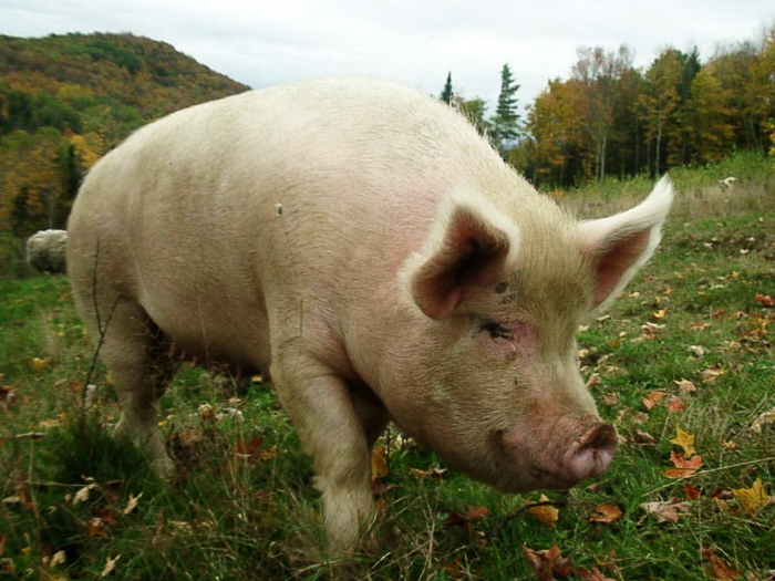 Choctaw hog :: Prasata3